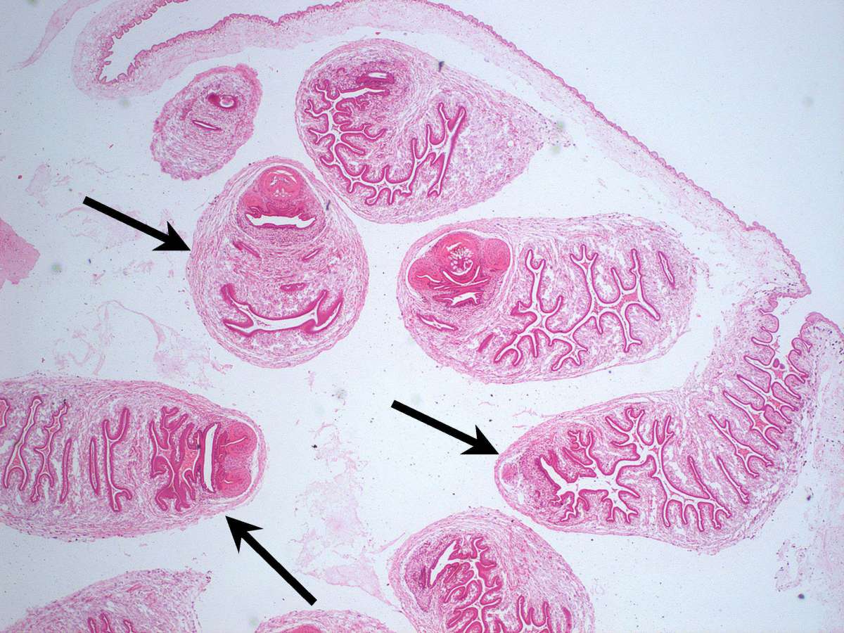 Subcuticular coenurus in a rabbit | Case Study | Cytopath