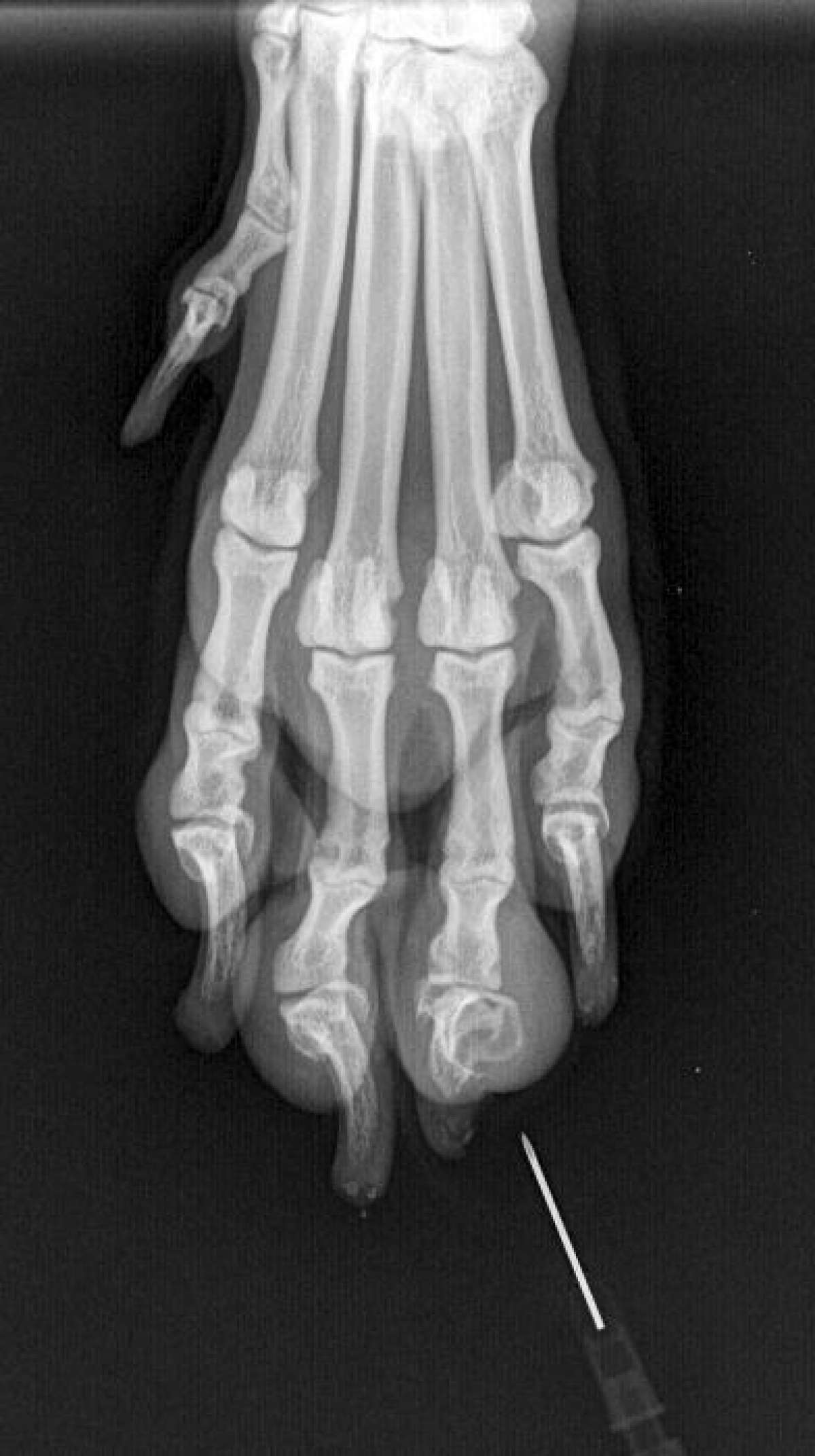 Intraosseous epidermoid cyst in the toe of a dog | Case Study | Cytopath