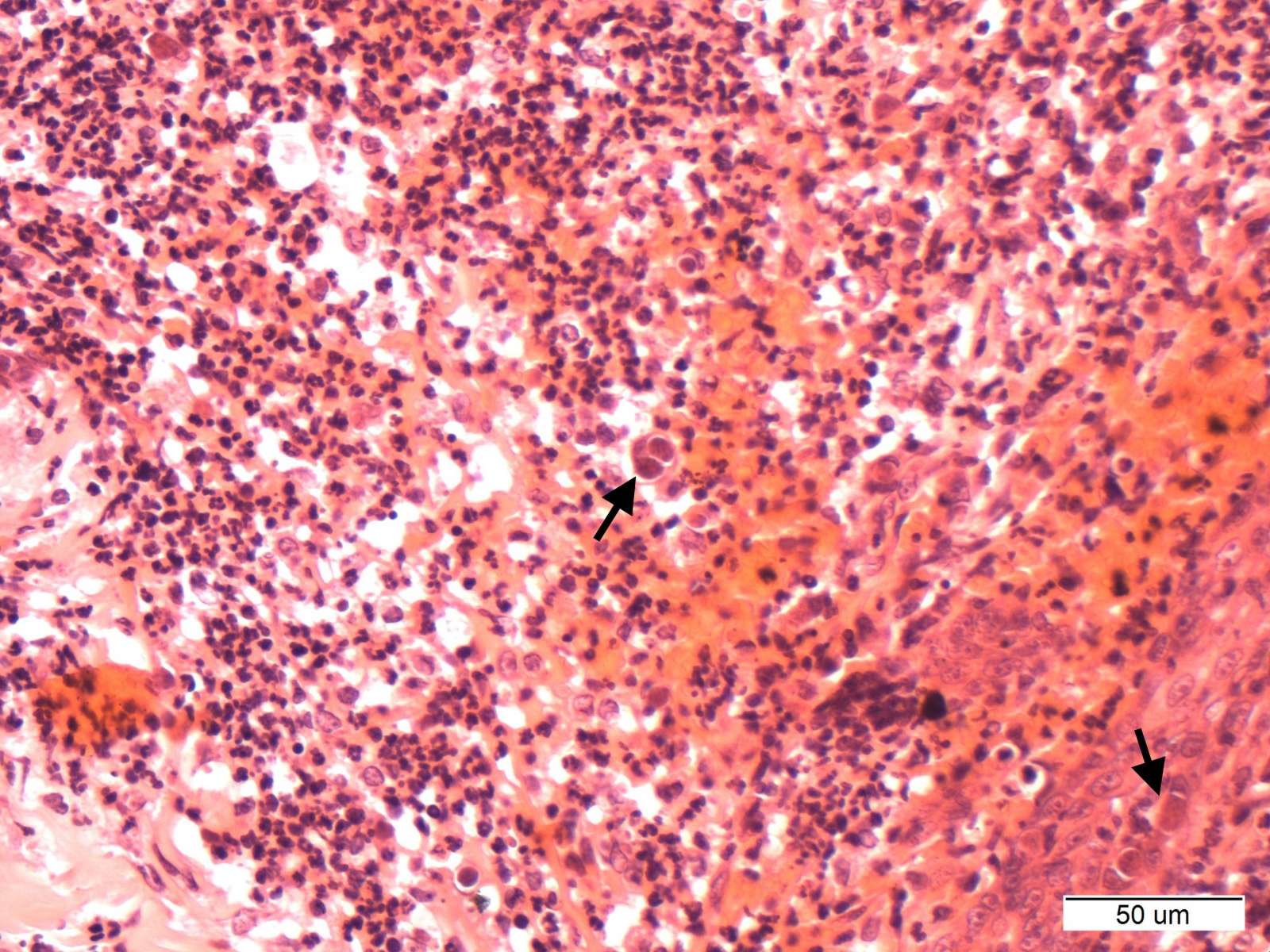 Protozoal dermatitis in a dog | Case Study | Cytopath