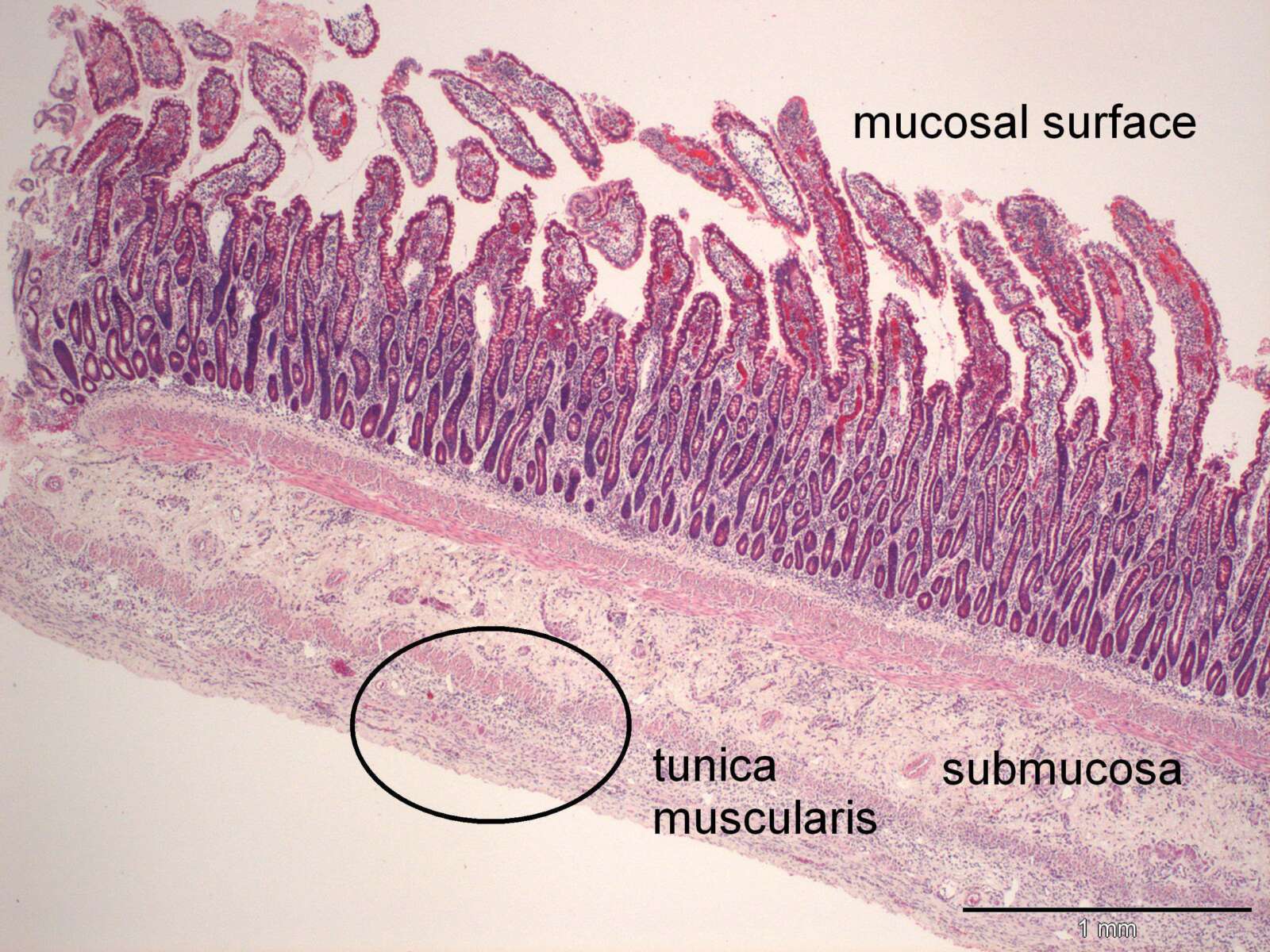 Intestinal pseudo-obstruction in a dog | Case Study | Cytopath