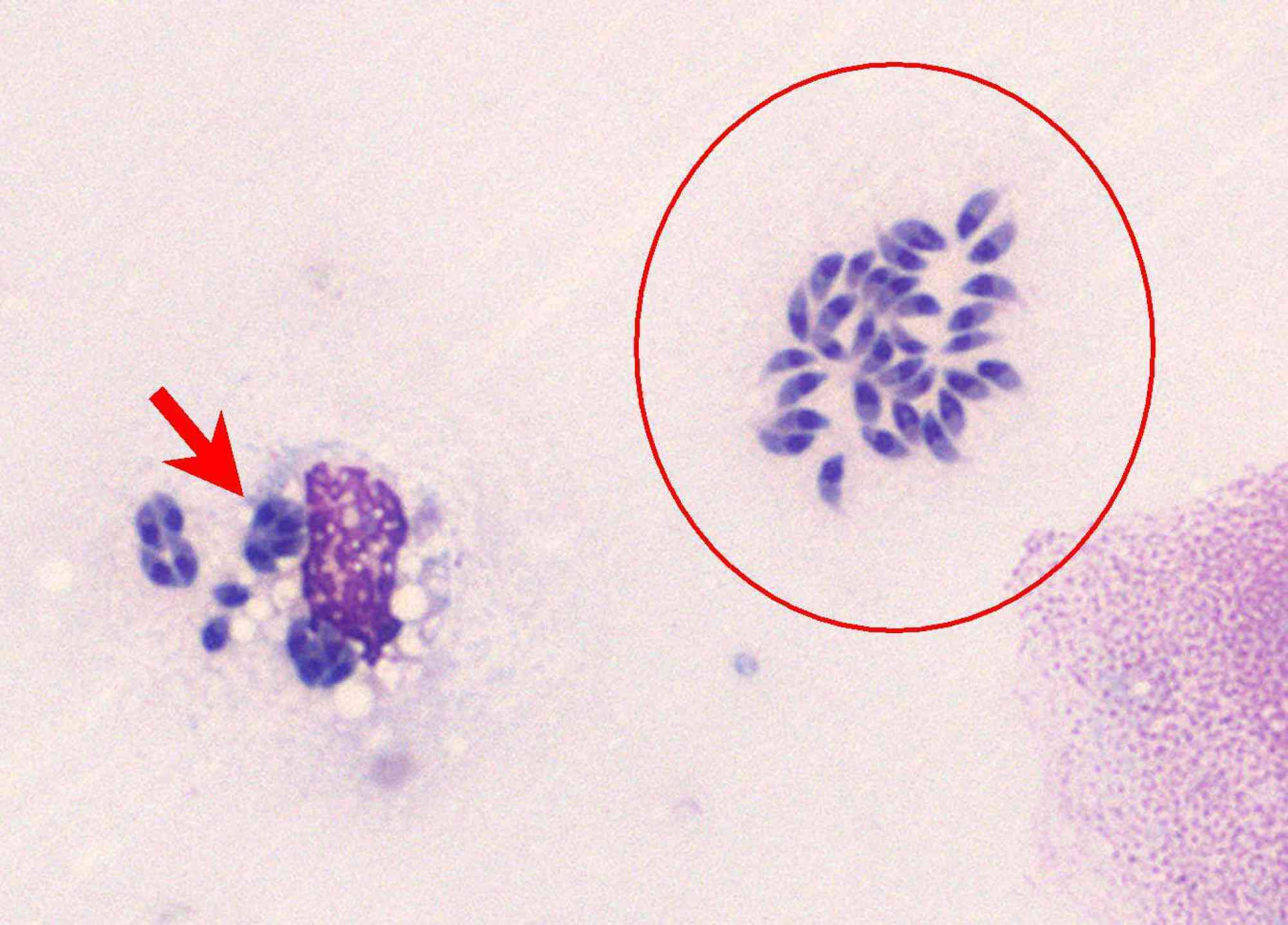 Cutaneous toxoplasmosis in a cat | Case Study | Cytopath
