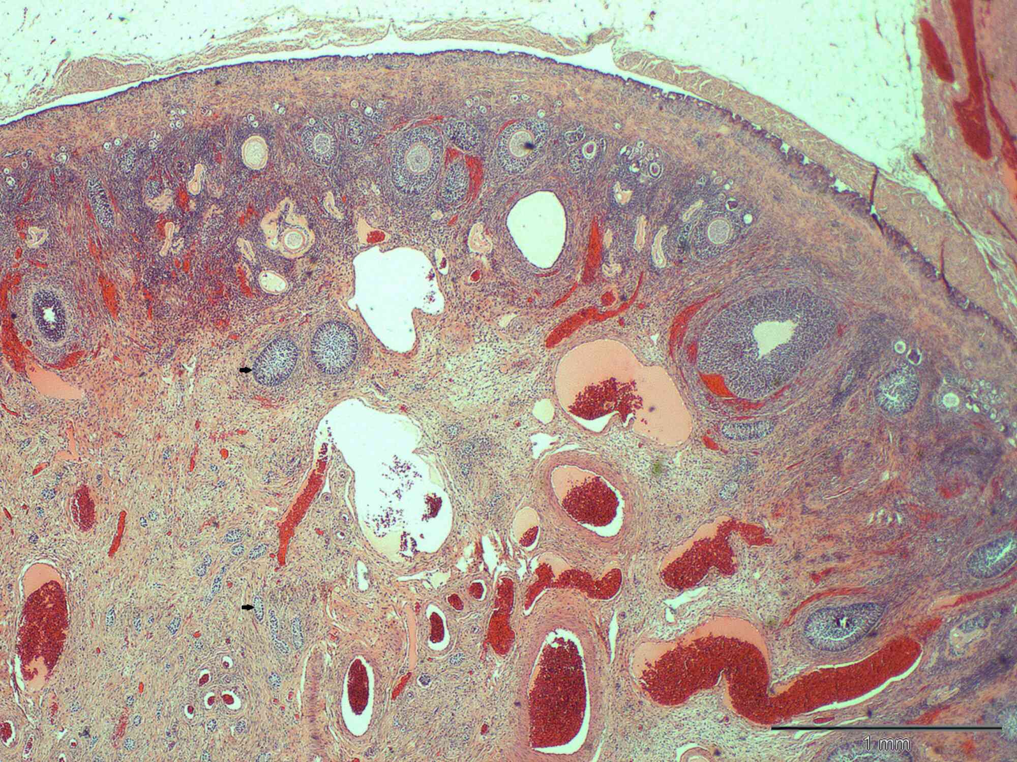 Bilateral ovotestes in a dog | Case Study | Cytopath