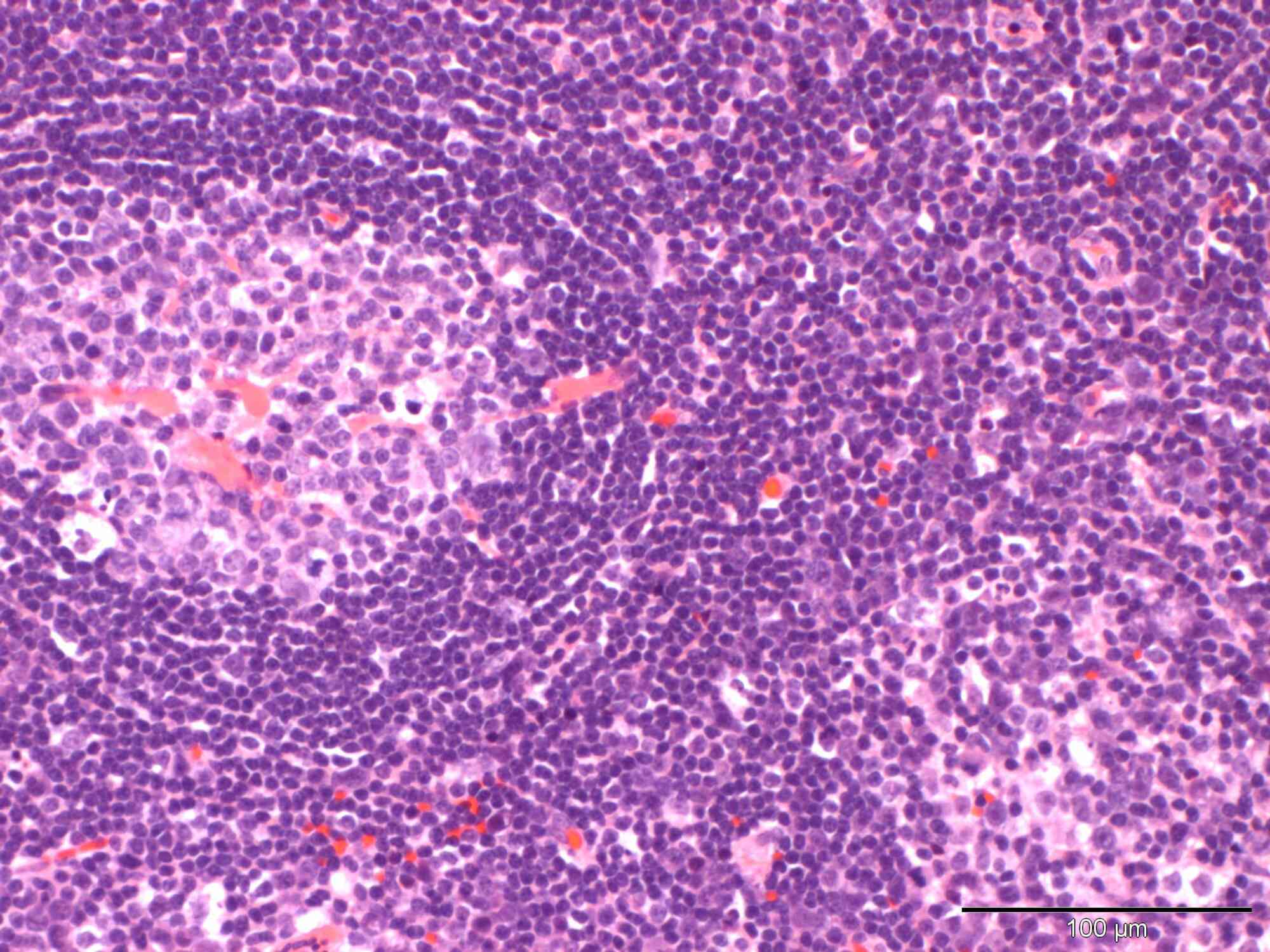 Histopathology | Cytopath