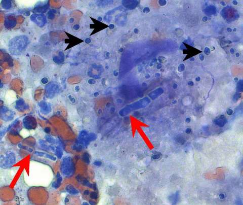 Kerion dermatophytosis in a Cocker spaniel | Case Study | Cytopath
