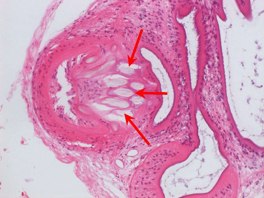 Subcuticular coenurus in a rabbit | Case Study | Cytopath