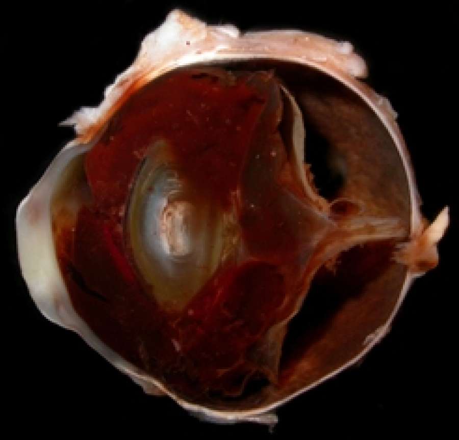 Hypertensive retinopathy in a dog | Case Study | Cytopath
